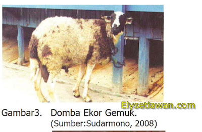 mengenal ternak domba diindonesia - Elinotes - Review By Eli Setiawan