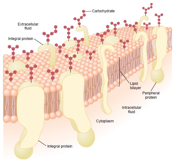 Physical Structure of the Cell | Medside