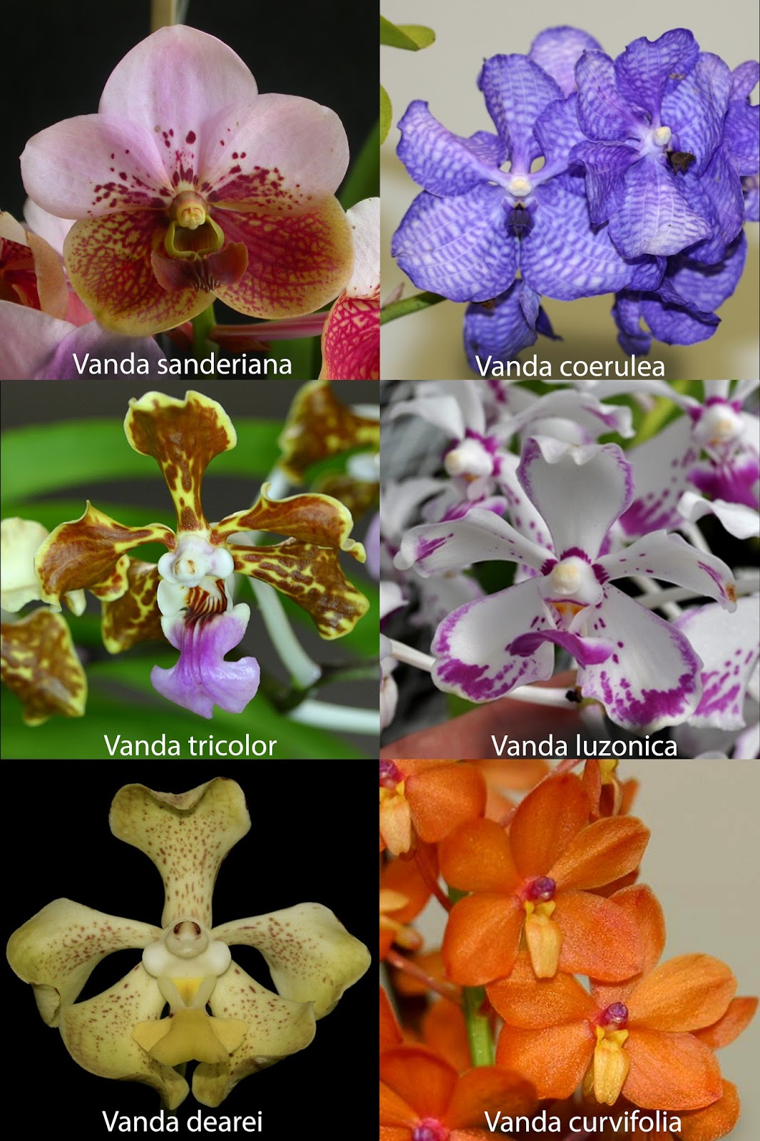 Maria's Orchids: 11/01/2016 - 12/01/2016