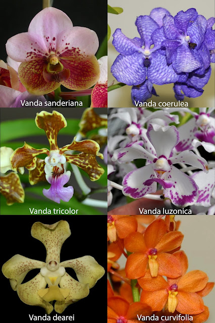 Maria's Orchids: 11/01/2016 - 12/01/2016