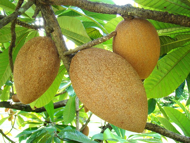 Mexico Bob: Booby Fruit