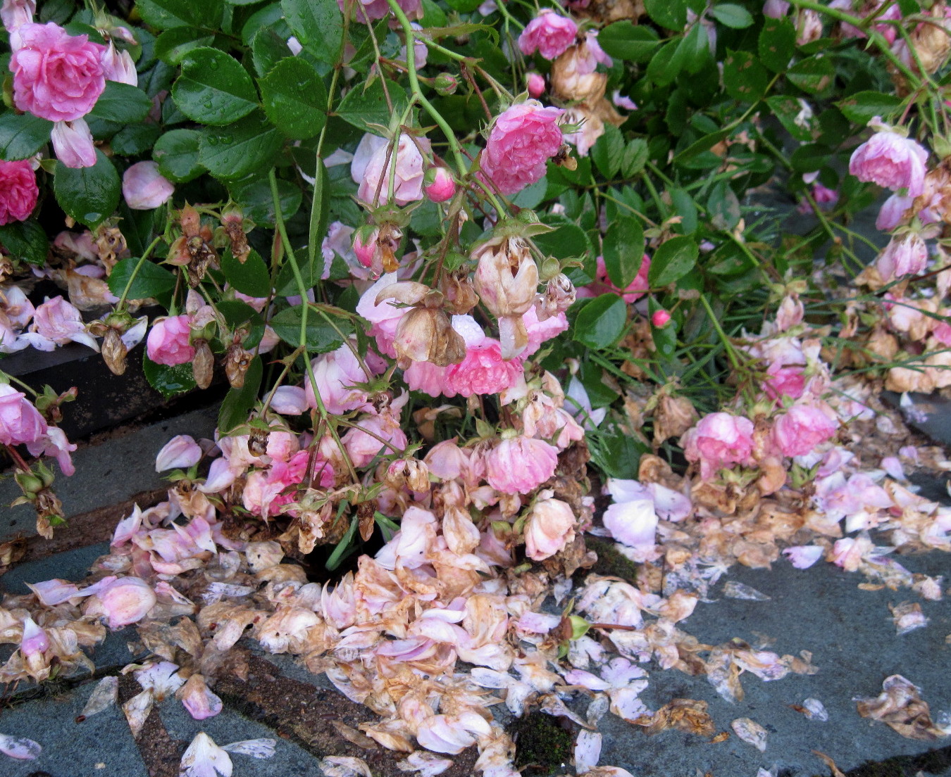 Flutterby Patch: Knitting in the rain