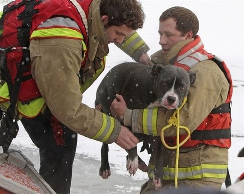 26 Heartwarming pictures of animal rescues | Amazing Creatures