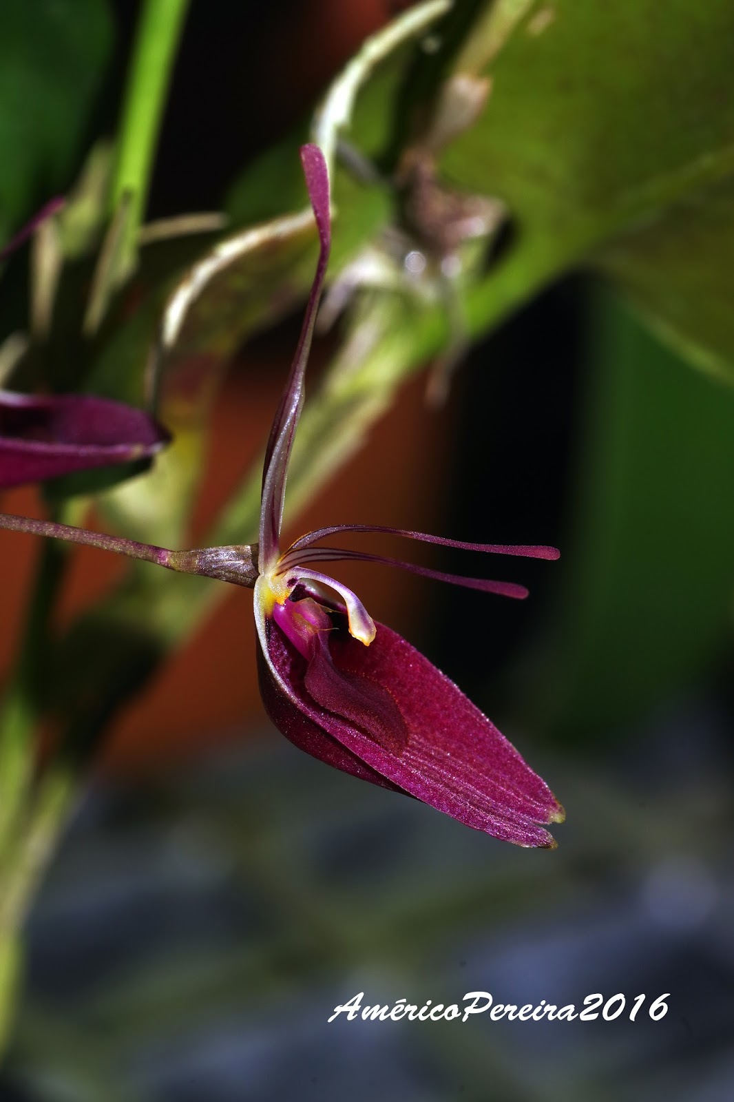 Orquídeas soltas: Restrepia sanguinea