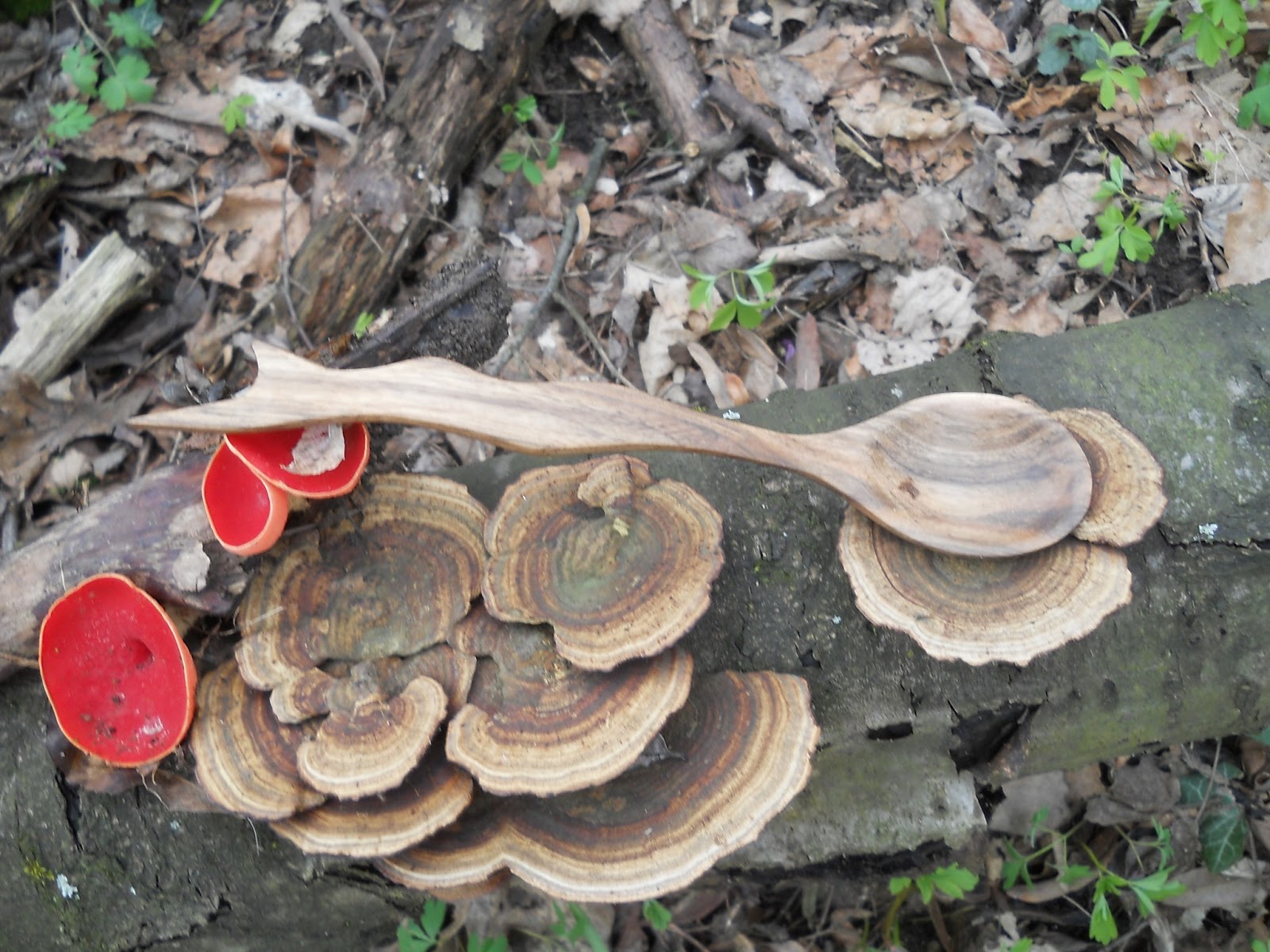 blogu lui florica: Primavara bate-n geam