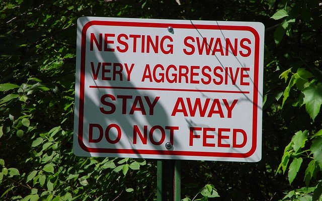 Safety and the Staffing Industry: Danger: Swan!
