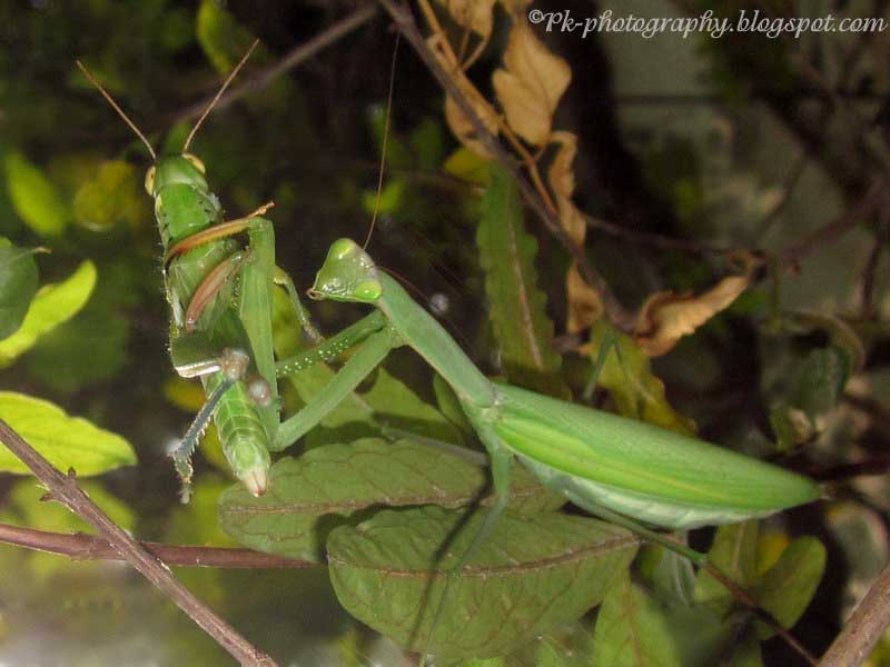 Praying Mantis with Prey | Nature, Cultural, and Travel Photography Blog