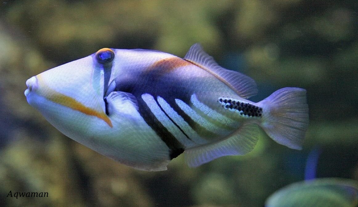 Les shooters de la photographie amateur: Poissons Exotique vue par ...