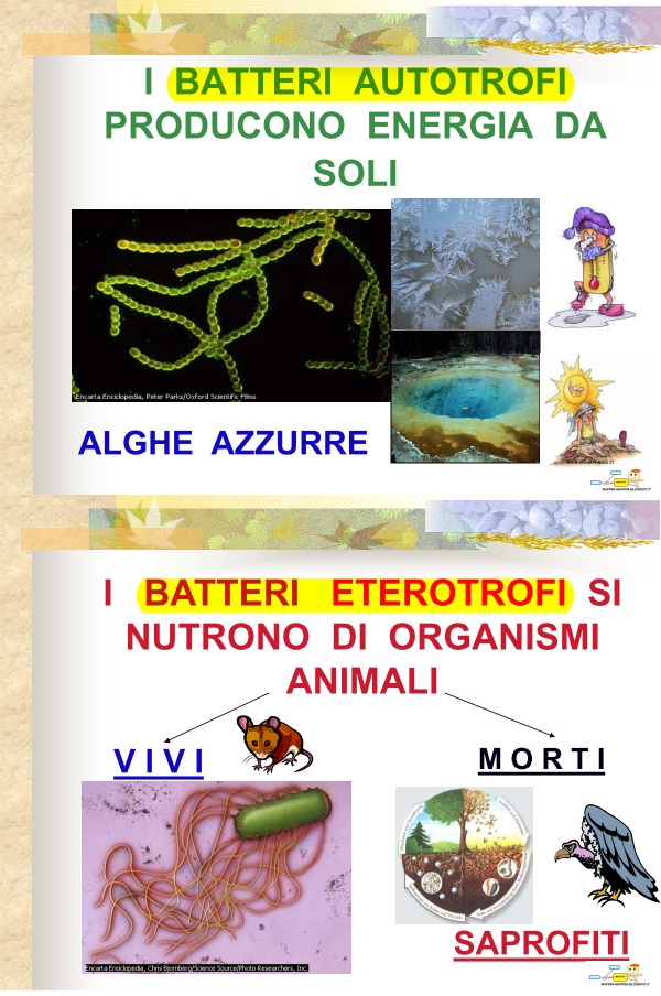 MAPPER: BATTERI AUTOTROFI ED ETEROTROFI