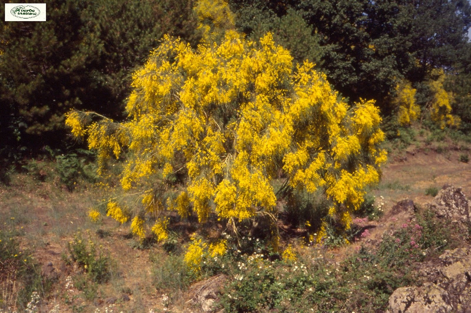 Genista aetnensis: una specie pioniera