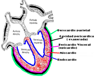 Sistema Circulatorio: Conceptos generales