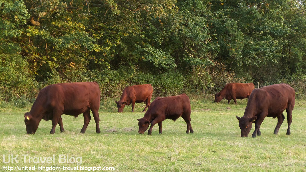 Whitewebbs Wood, Park and Golf Course - The Globe Trotter
