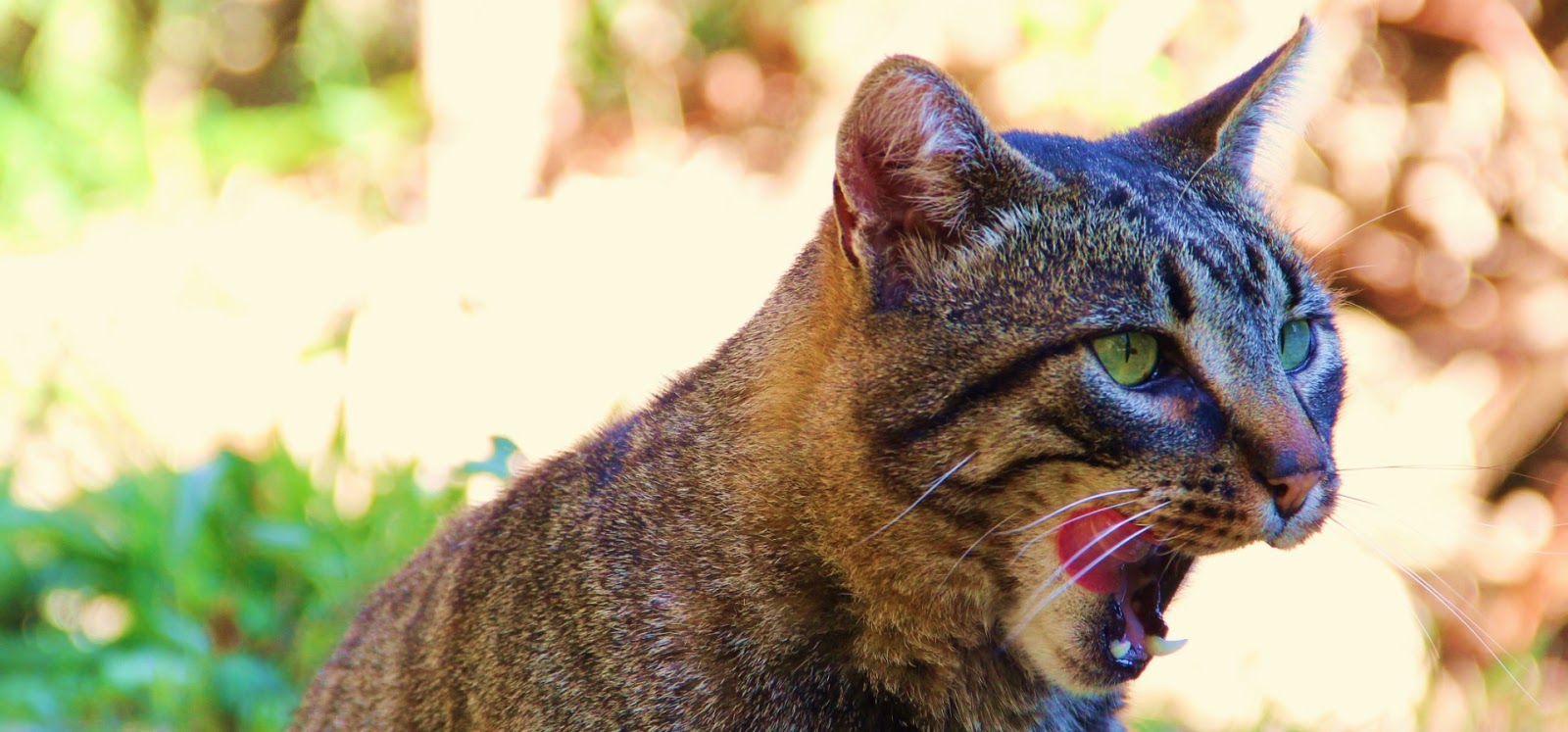 Fauna Muntanya Montserrat | Muntanya de Montserrat Monestir i Santuari.
