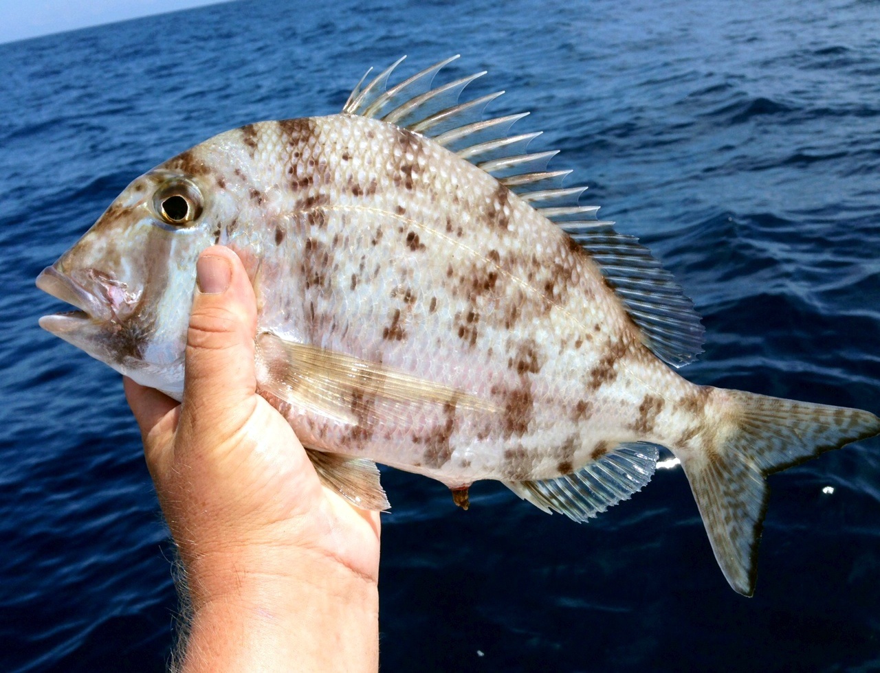 Top Water Charters Fishing Reports and News Beaufort Morehead City ...