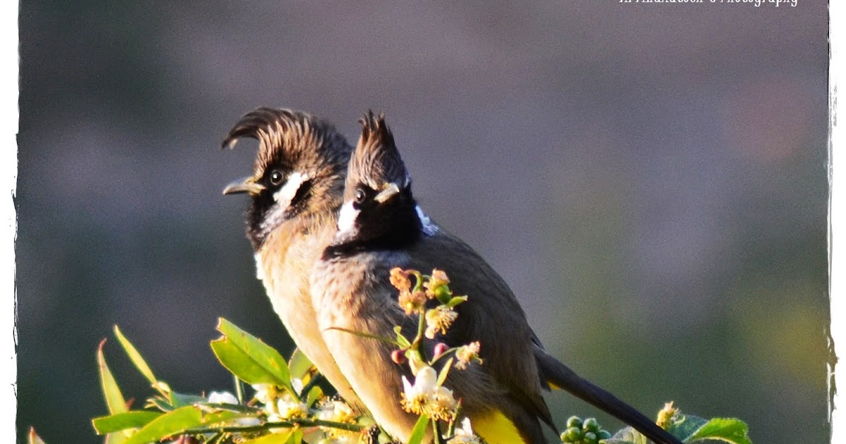 Beautiful Pair of Himalayan Bulbul (White-cheeked Bulbul)