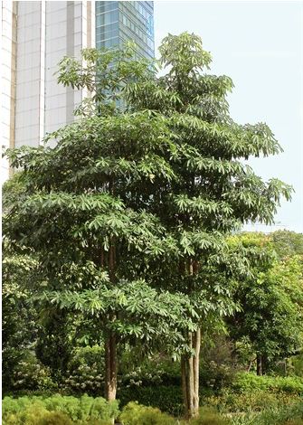 Riverine Parks: Alstonia scholaris