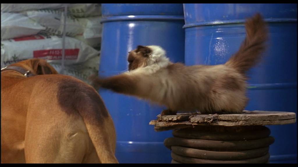 Elokuvahömppää: Homeward Bound II: Lost in San Francisco