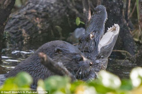 Memerang serang buaya