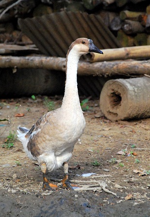 Animal Destination: Gansa