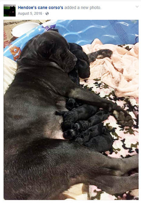 Four legged friends (and enemies): California: Cane Corso breeder ...