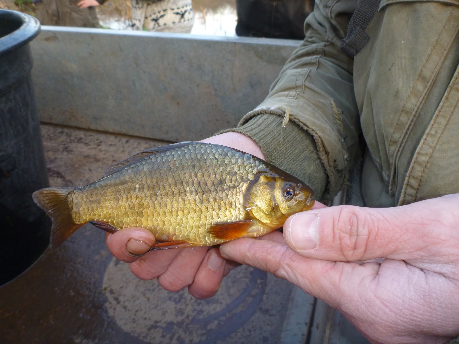 Salford Friendly Anglers Society News Blog: Restocking Drinkwater Park ...