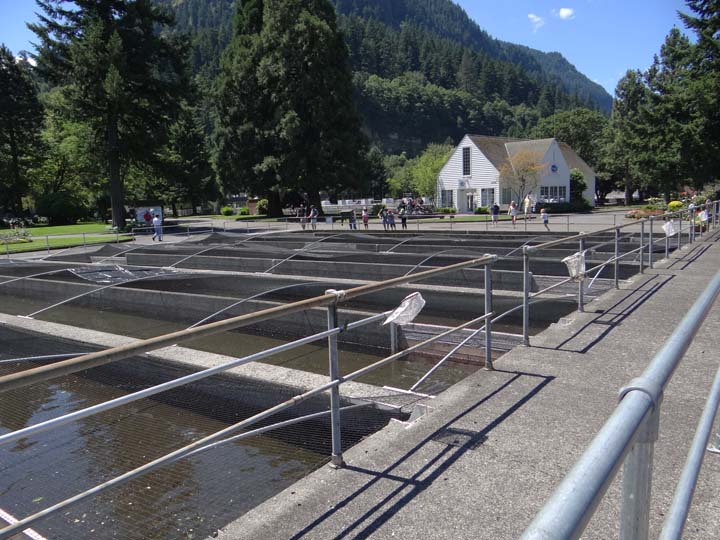 Reflections From the Fence: Bonneville Fish Hatchery Oregon, Fish for ...