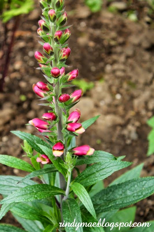 Rindy Mae: The Backyard: 4/23/15