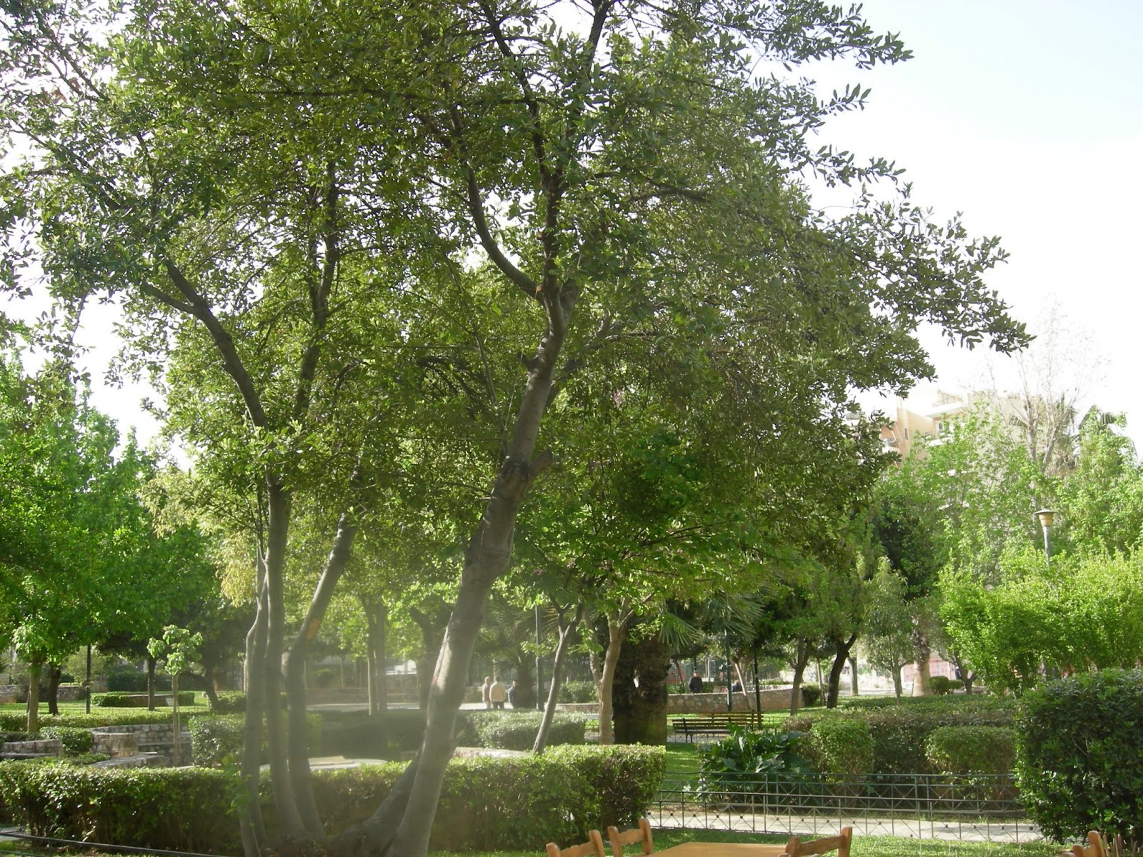 ΗΛΕΚΤΡΟΝΙΚΗ ΣΧΟΛΙΚΗ ΕΦΗΜΕΡΙΔΑ: ΚΑΤΑΓΡΑΦΗ ΤΟΥ ΠΡΑΣΙΝΟΥ ΣΤΟ ΣΧΟΛΙΚΟ ΚΗΠΟ ...