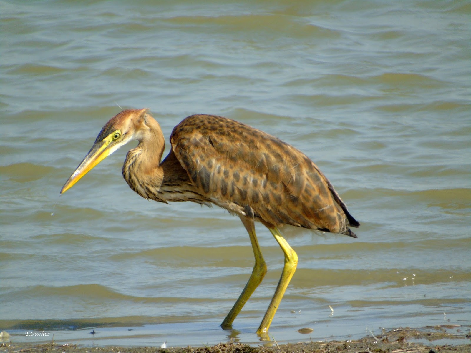 PASARI DIN ROMANIA: STARC ROSU, Ardea purpurea