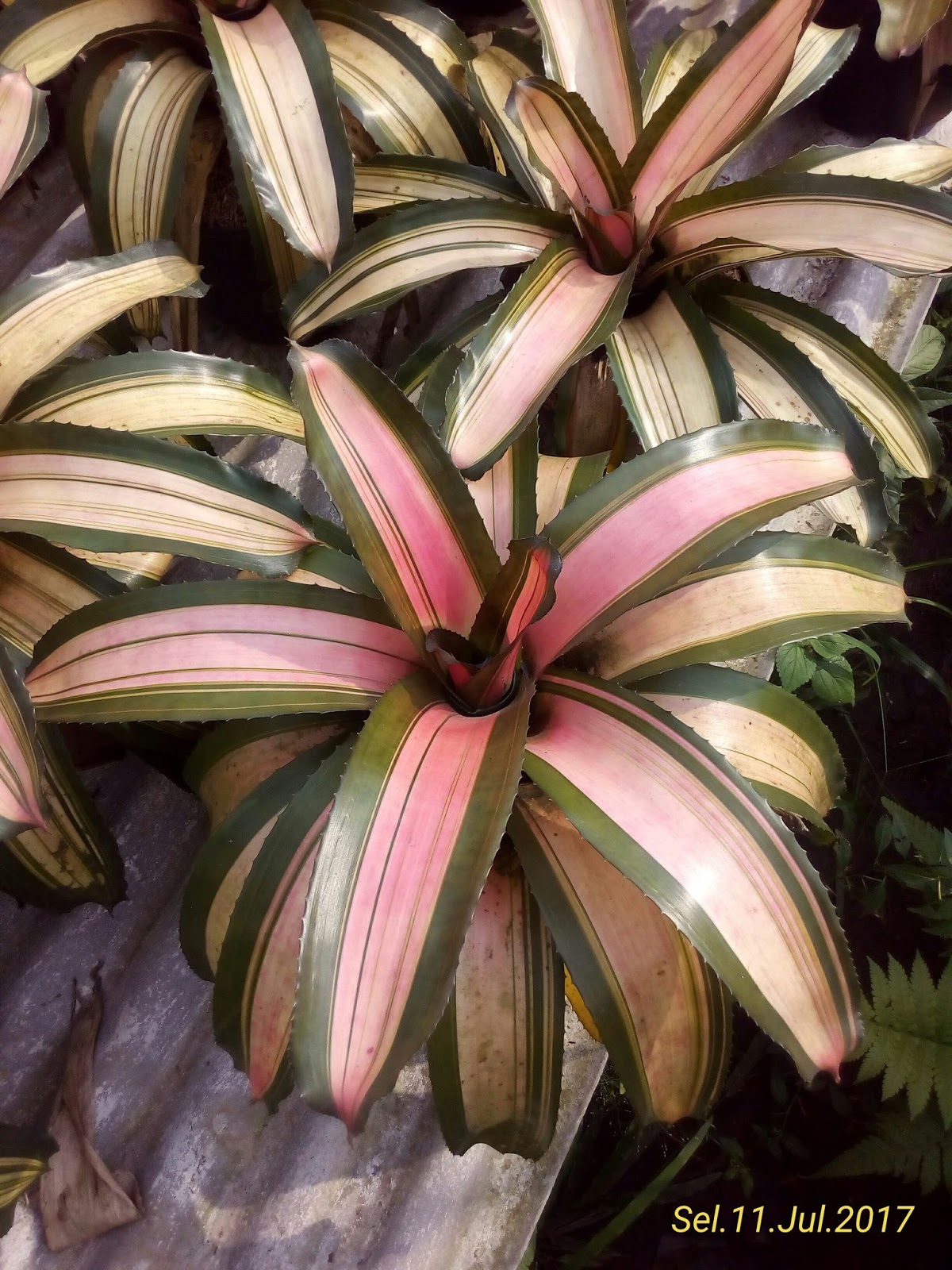 Jual bromelia tanaman hias | aneka jenis bromelia | Rumah taman landscape