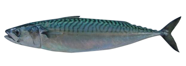 Verdel o Caballa al Horno - Recetas de una Gatita Enamorada