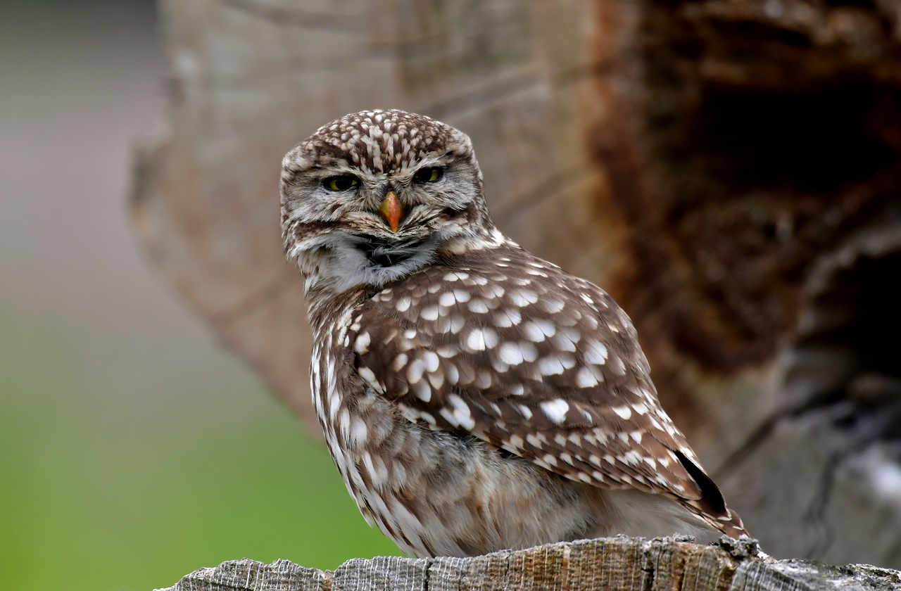 Jozef van der Heijden - Natuurfotografie: Steenuil op zijn uitkijkpost ...