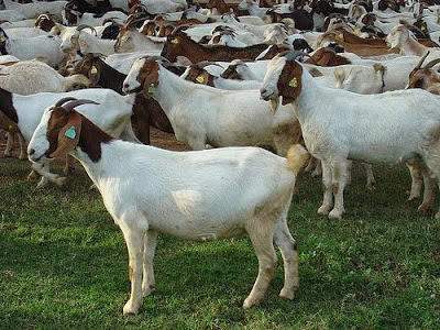 Trik memilih Kambing Sehat | kampung domba