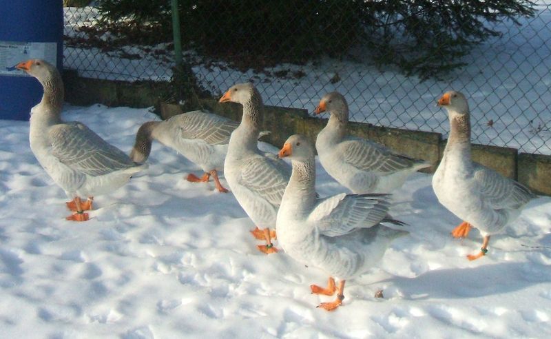 Breed Savers: Steinbacher Geese