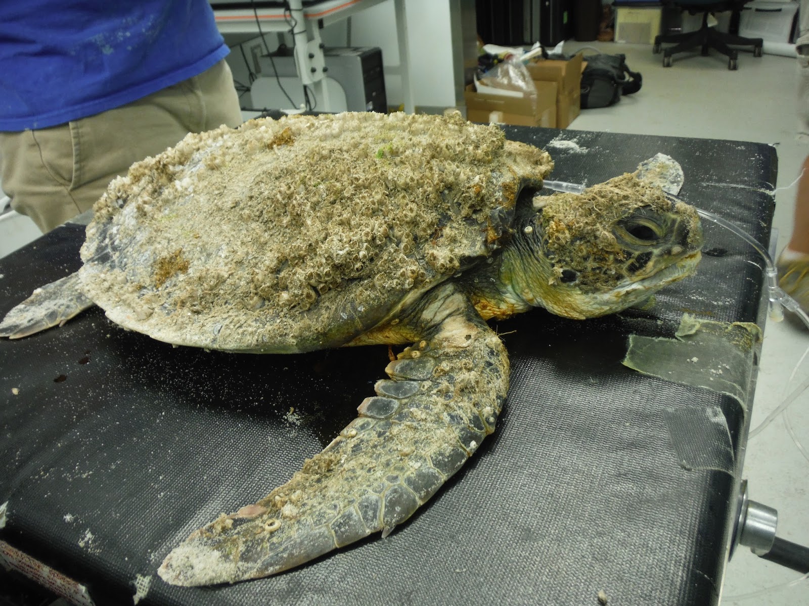 NORTH MYRTLE BEACH SEA TURTLE PATROL: Barnacle Bob