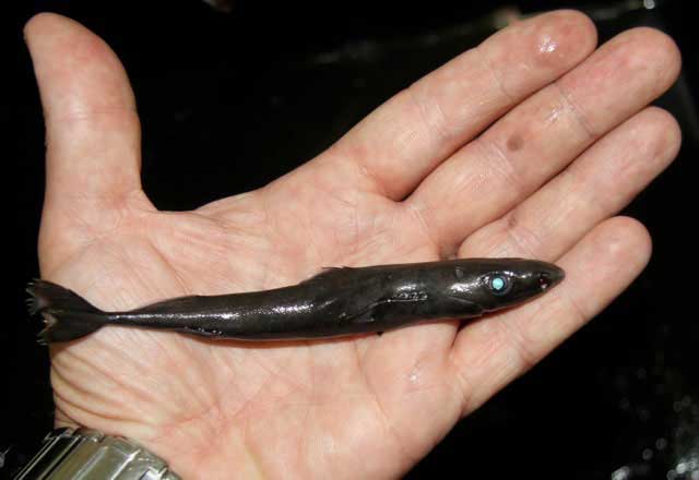 NeuroDojo: Turn on your shark light