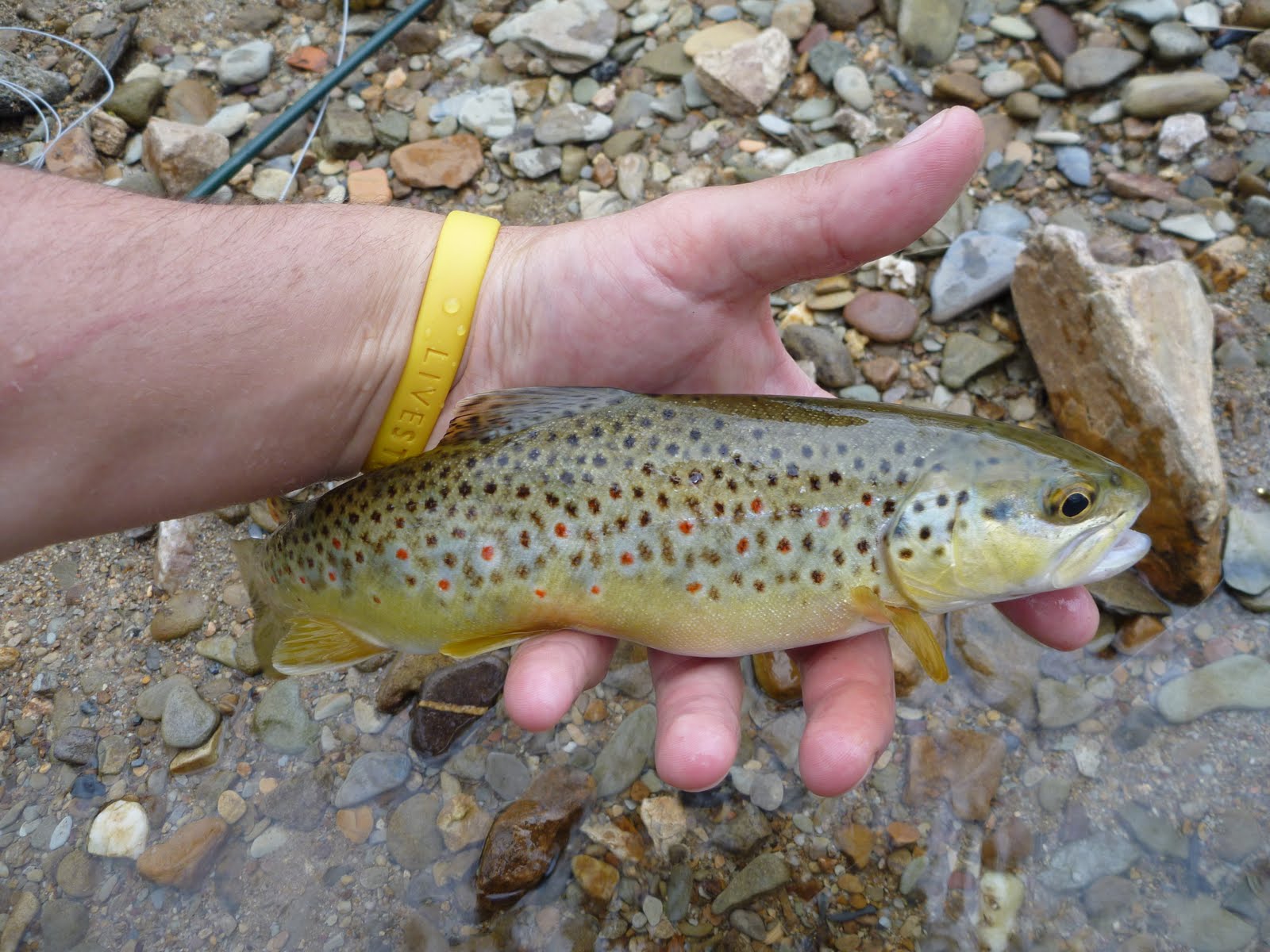 This River is Wild: Fishing Dogs