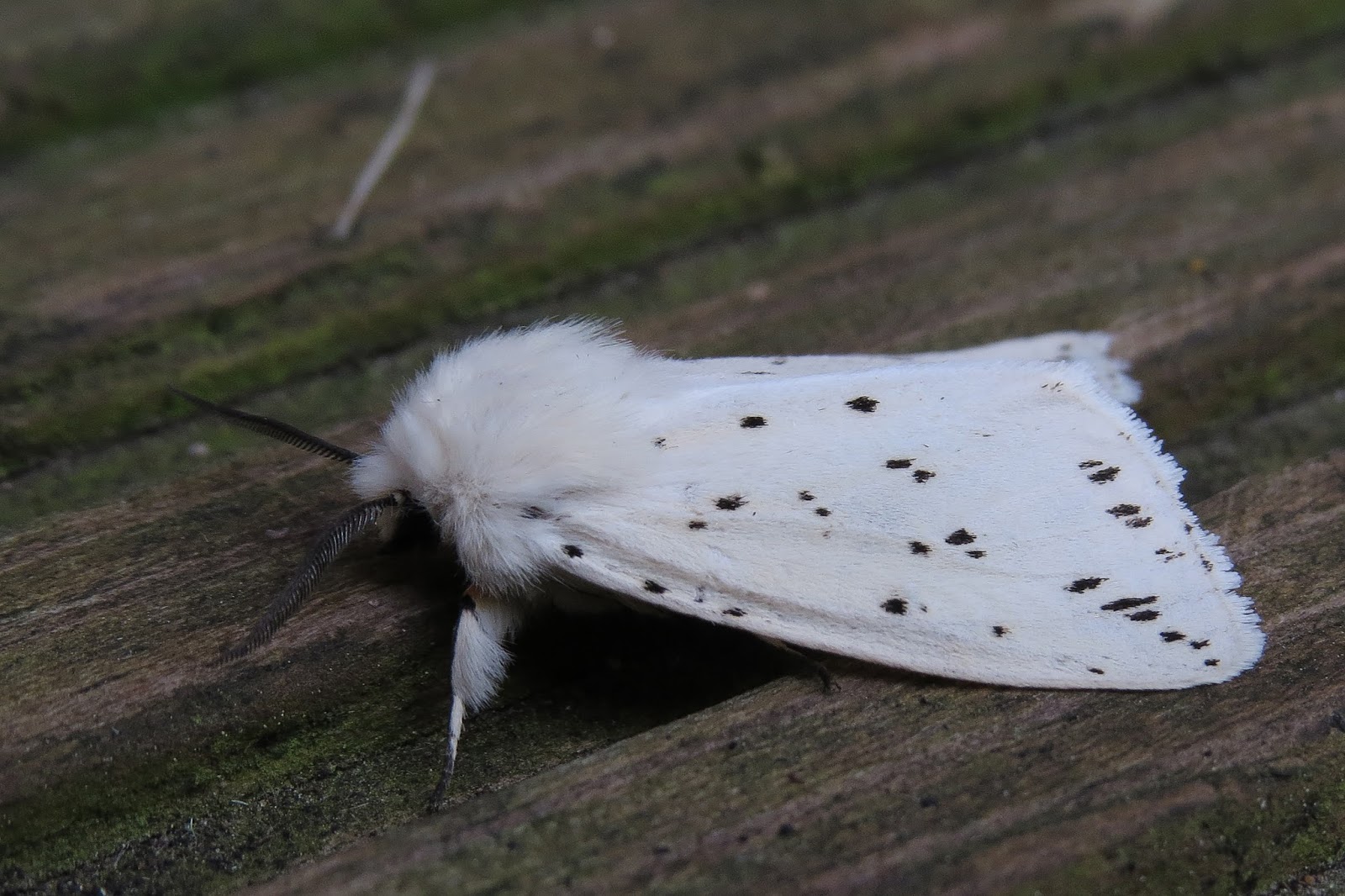 Wychwood Moths