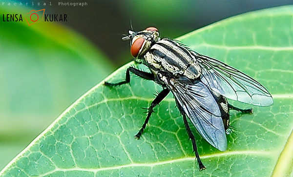 The Rhinoceros Horn: Alasan Lalat Susah Dipukul