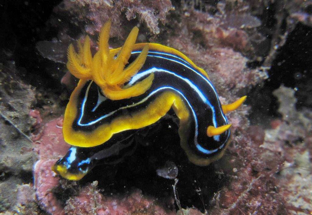 Nudibranchs Species