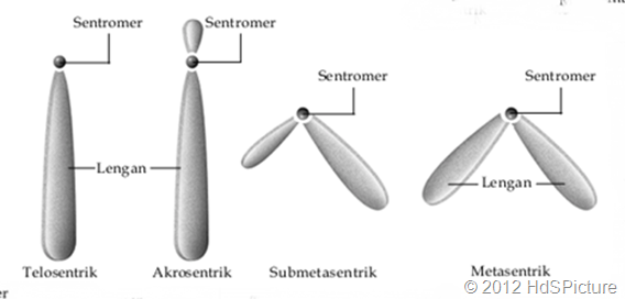 BIOLOGI MANIA: SUBSTANSI GENETIKA (bagian 1)