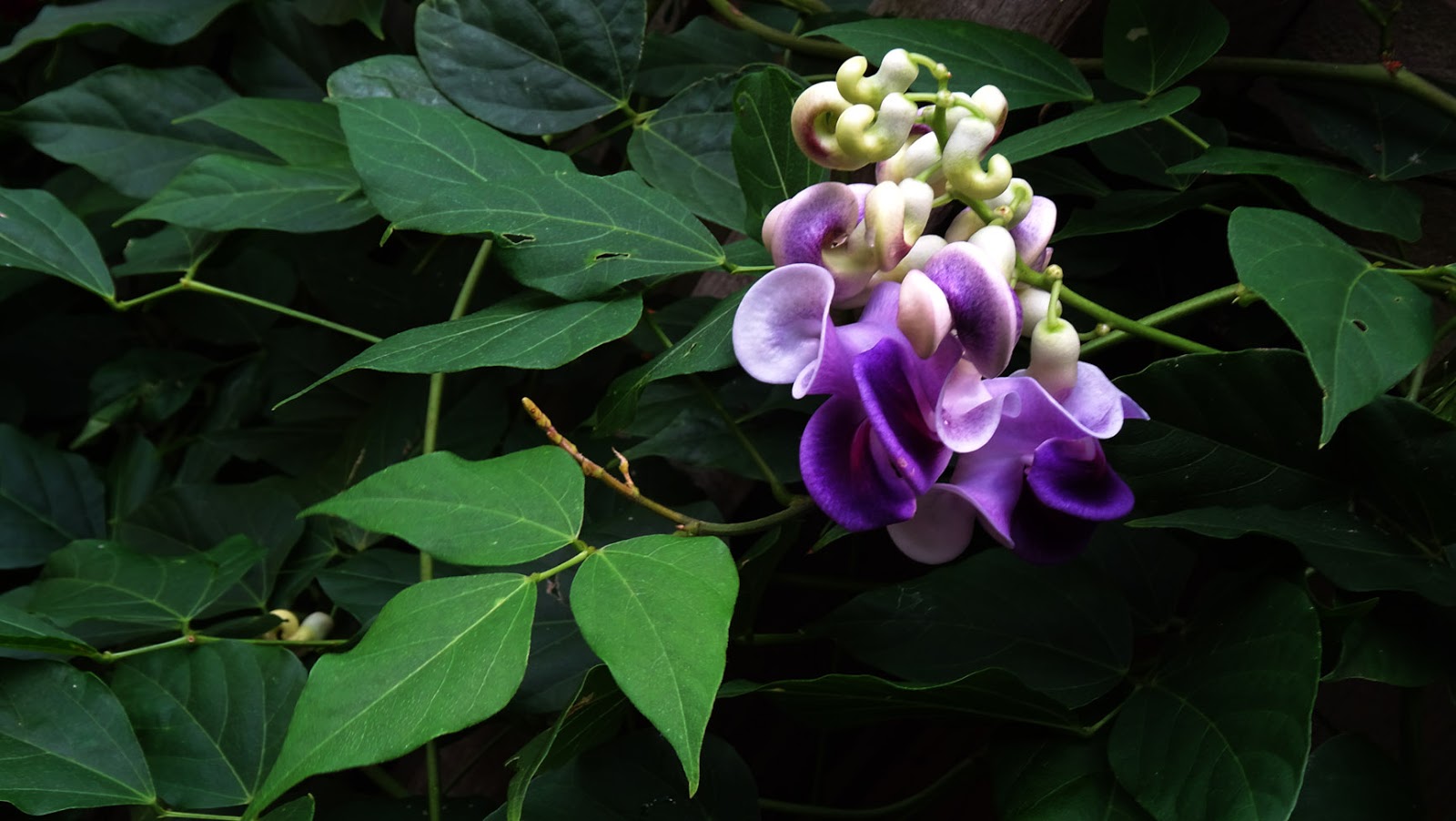 FLORAL FRIDAY FOTOS: FFF278 - SNAIL VINE