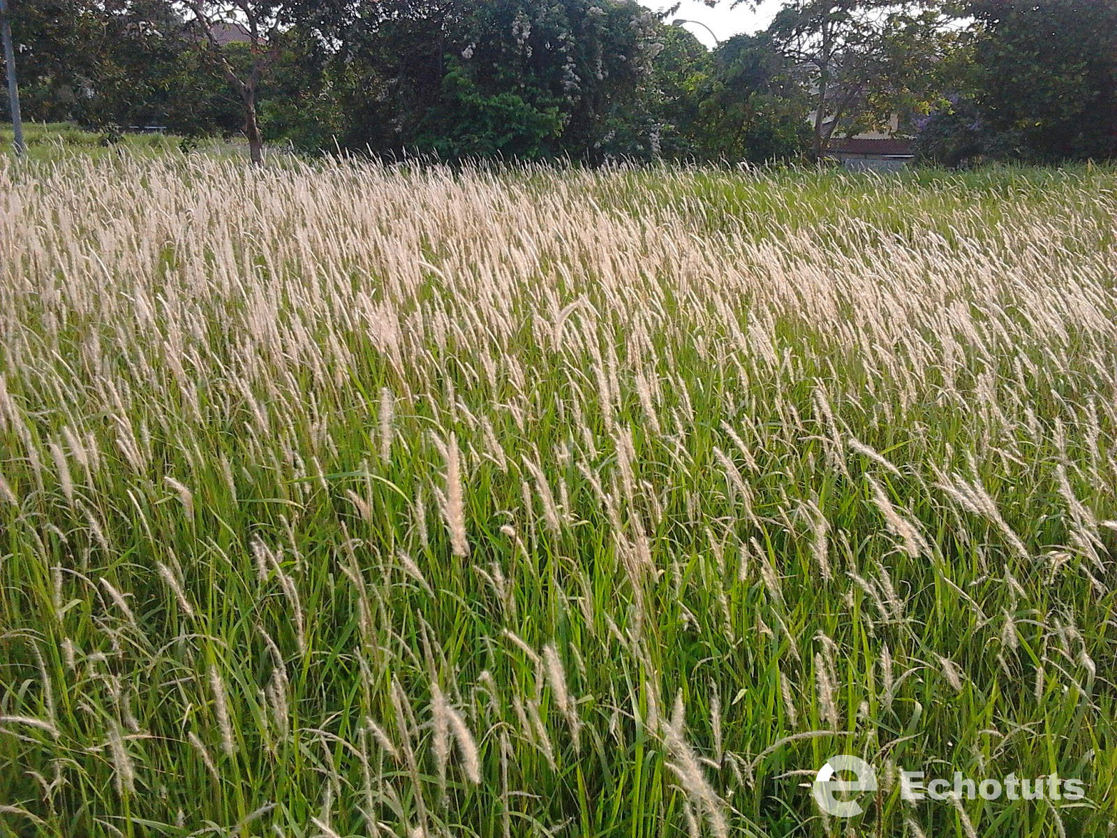 Manfaat dan Khasiat Tanaman Alang-Alang (Imperata Cylindrica (L.)Beauv ...