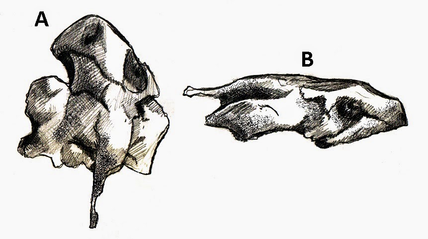 LOS ANIMALES PREHISTORICOS DE CHILE: OTROS REPTILES MARINOS.