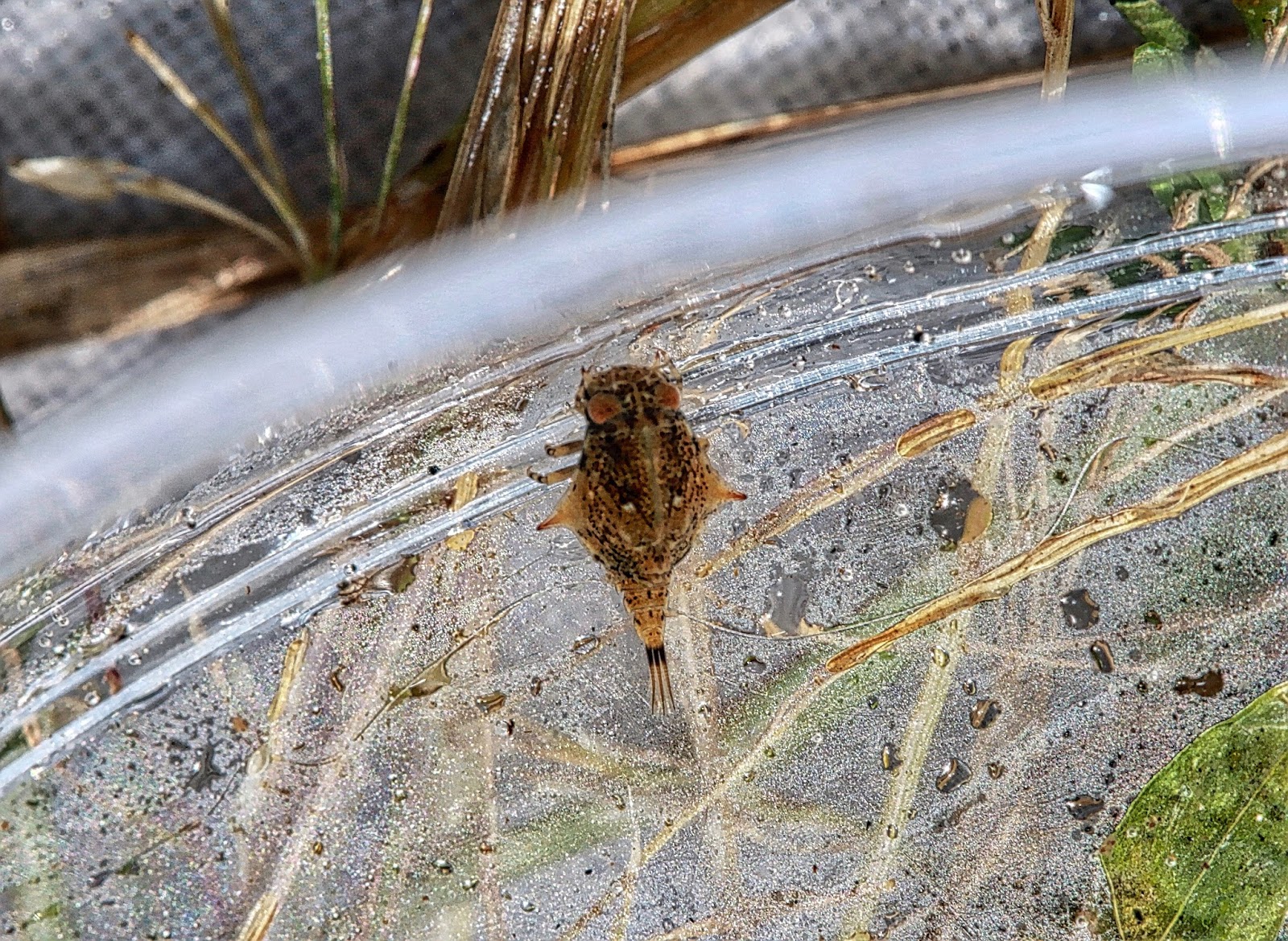 Aquatic Insects of Central Virginia: Something new! An "armored mayfly ...