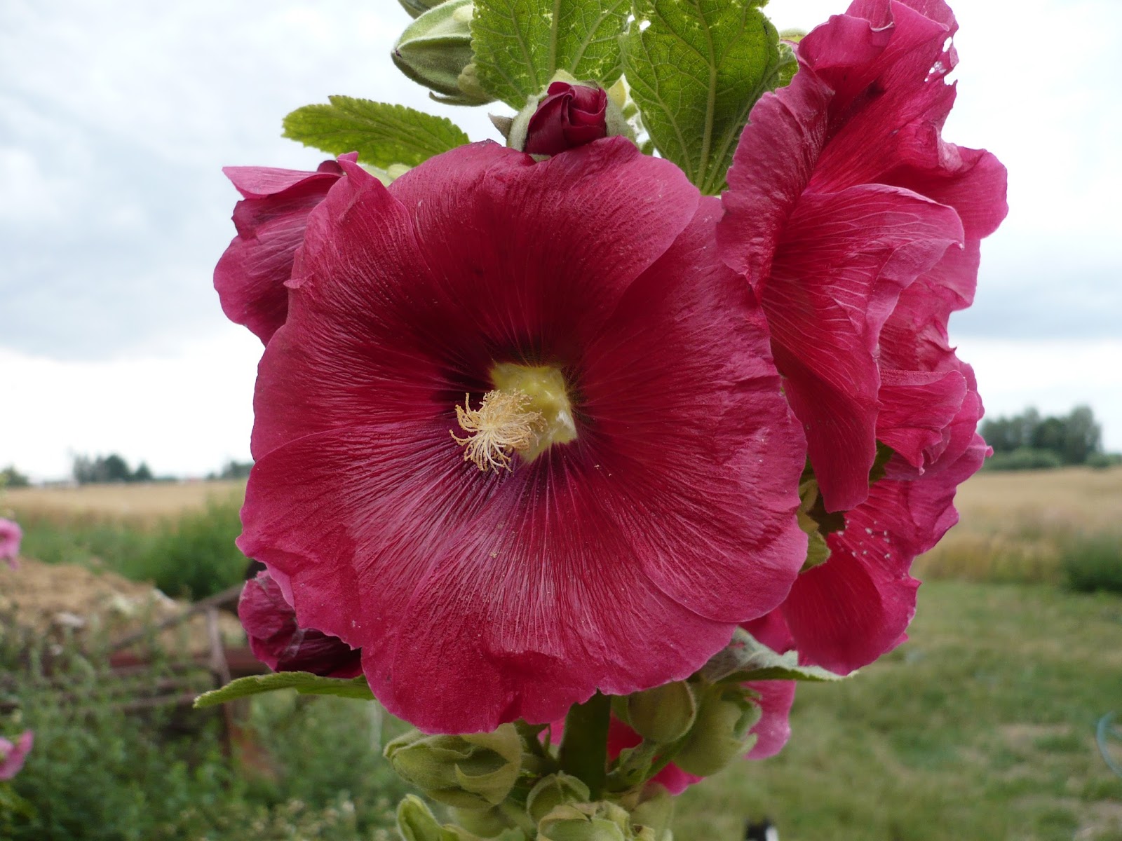 Szczur w antykwariacie: Malwy - ulubione kwiaty Juliusza Słowackiego
