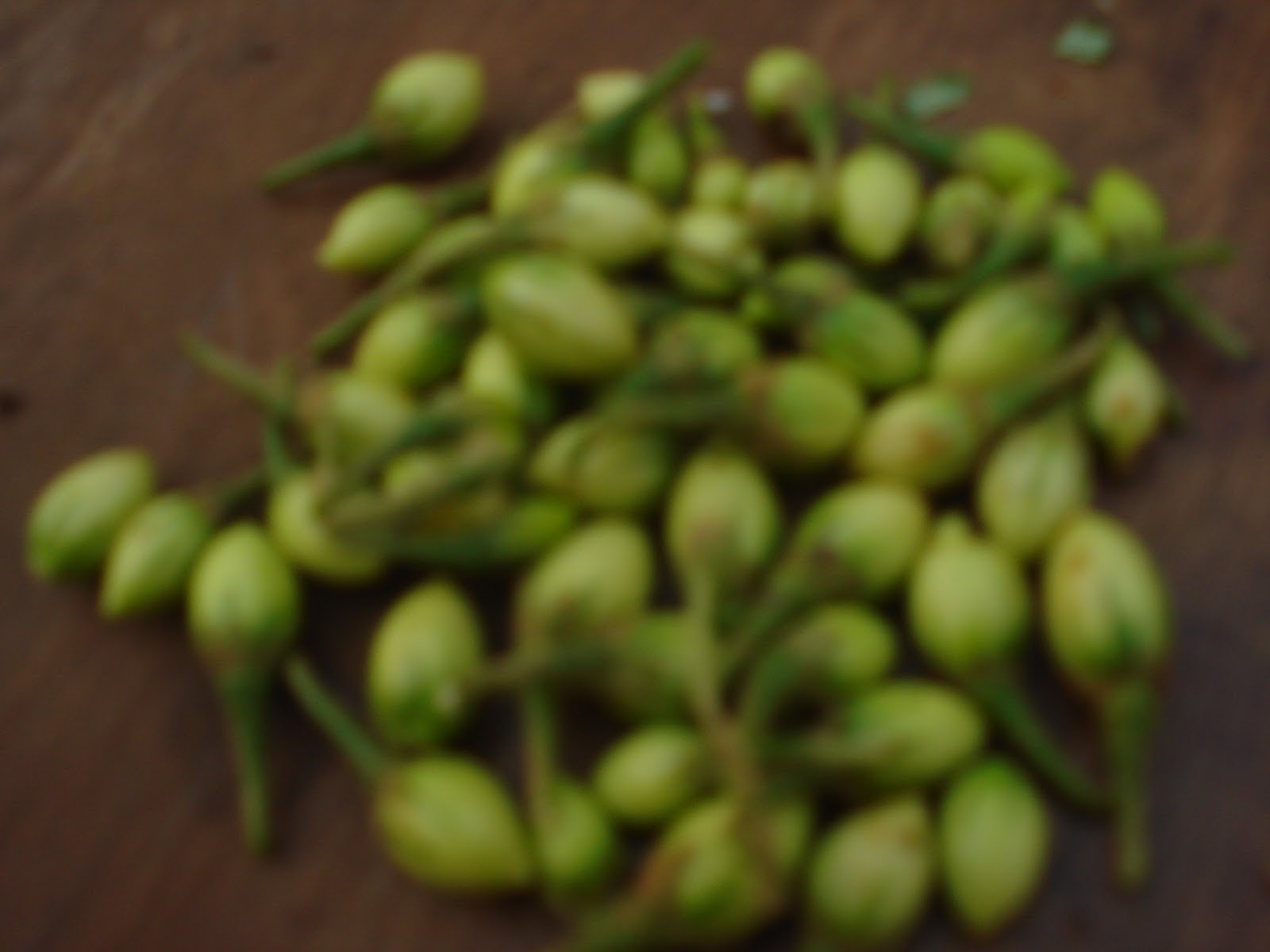 In my Opinion: The African Brinjal small bitter eggplants