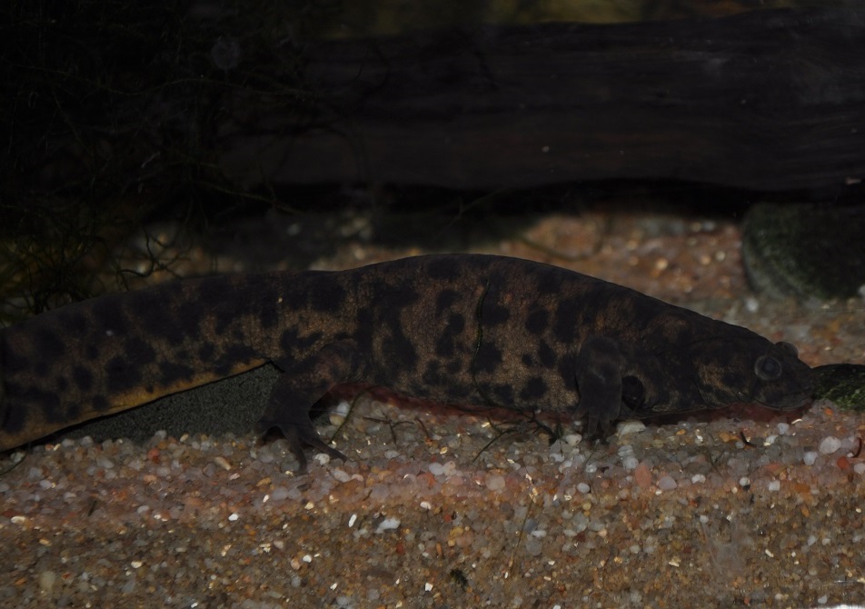 ZOOTOGRAFIANDO (6.100 ANIMALS): GALLIPATO / IBERIAN RIBBED NEWT ...