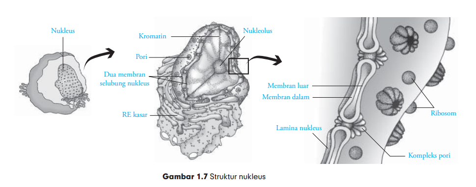 Struktur dan Fungsi Sel bag.1 | BIOLOGI