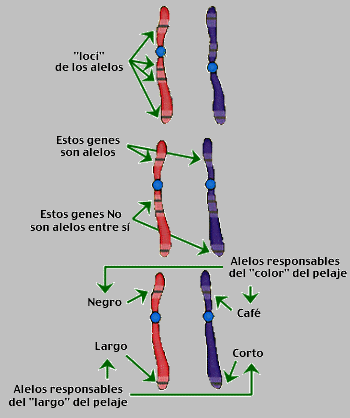 Johann Gregor Mendel